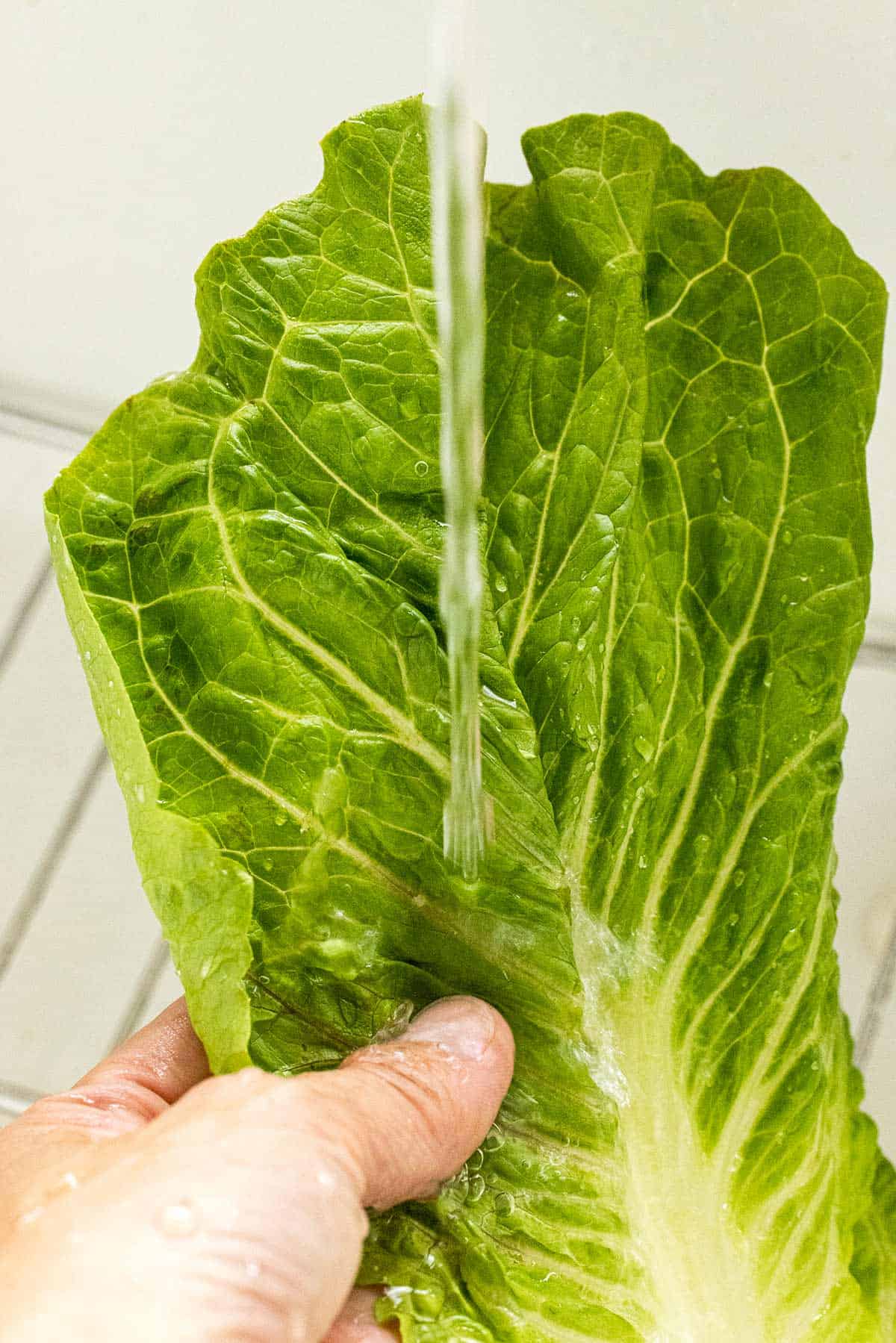 How to Cut Romaine Lettuce - Jessica Gavin